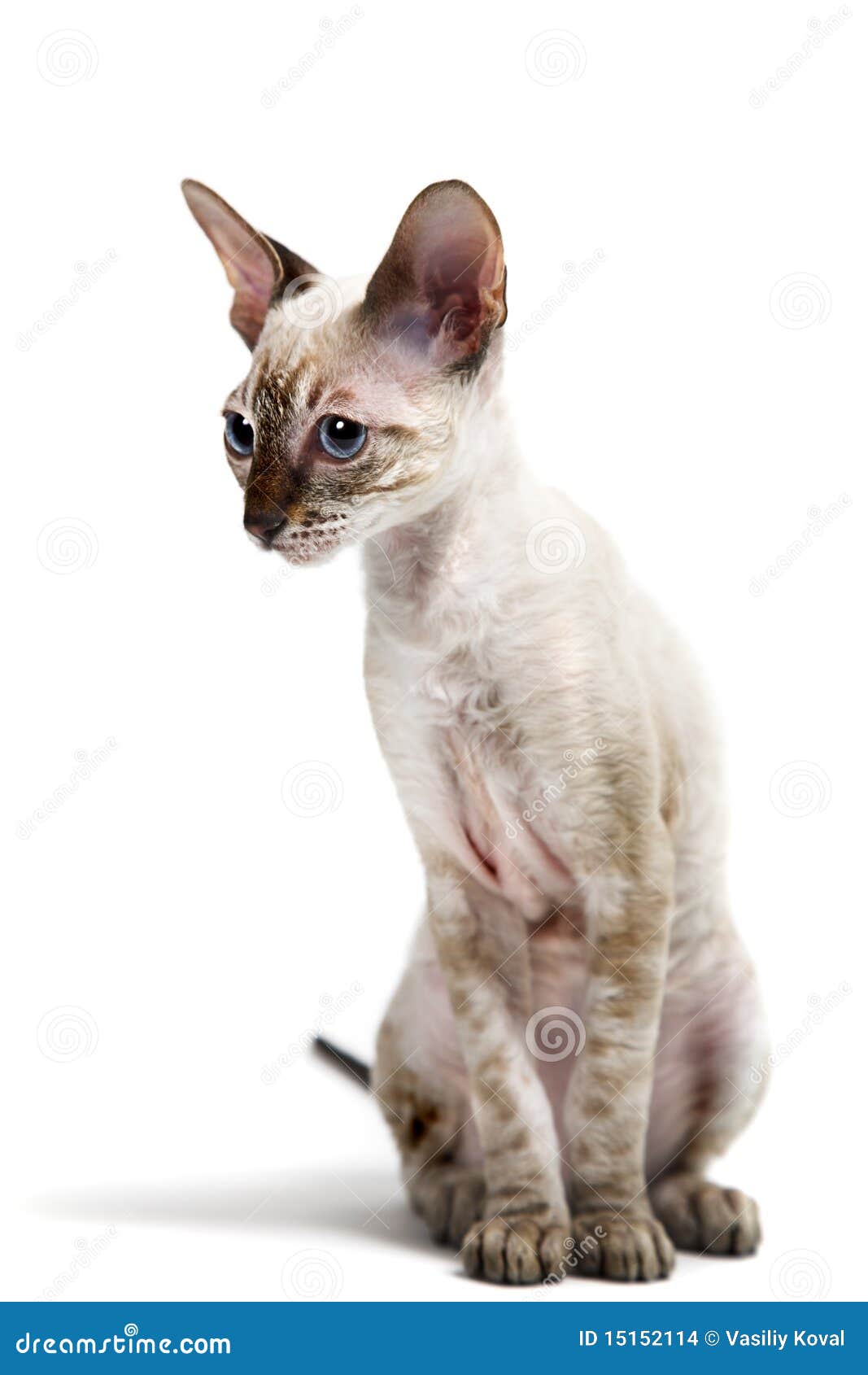 Cornish Rex stock photo. Image of animal, exotic, carnivore - 15152114