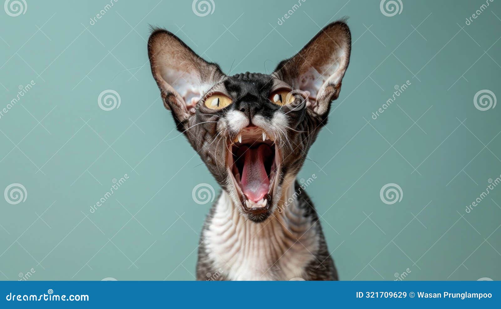 Cornish Rex, Angry Cat Baring Its Teeth, Studio Lighting Pastel ...