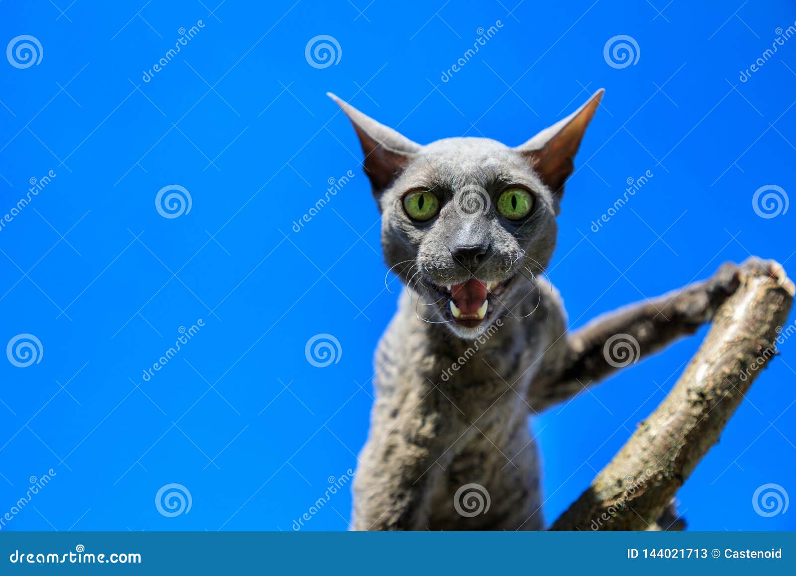 Cornish Rex Cat