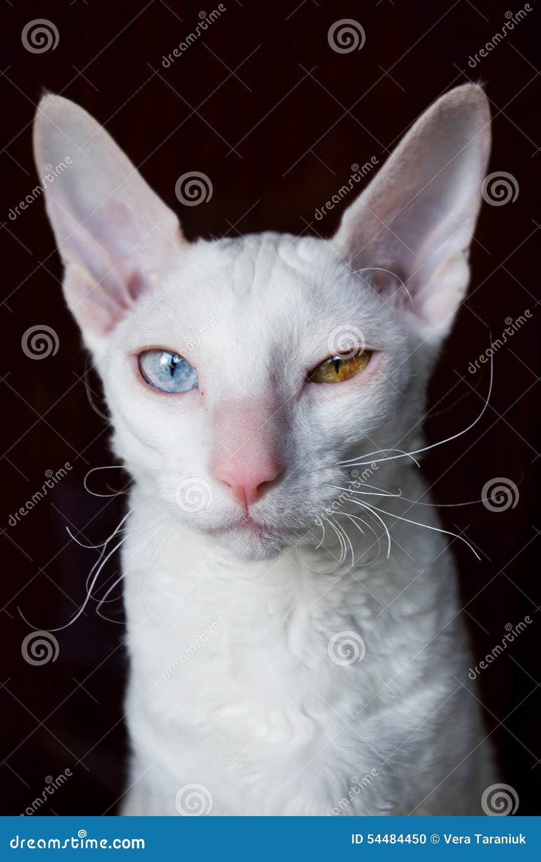 White Cornish Rex
