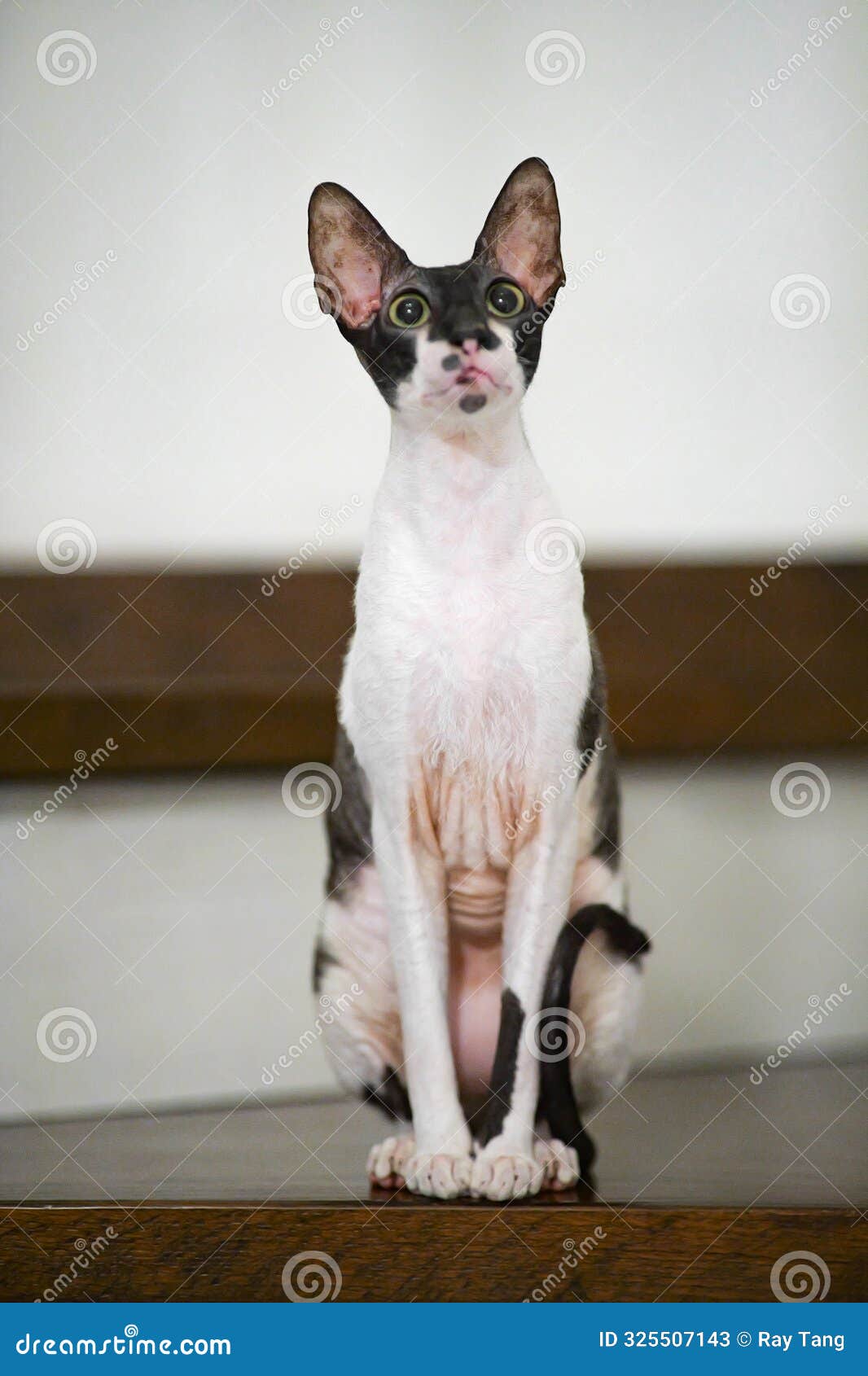 Cornish Rex cat sitting, stock image. Image of beautiful - 325507143