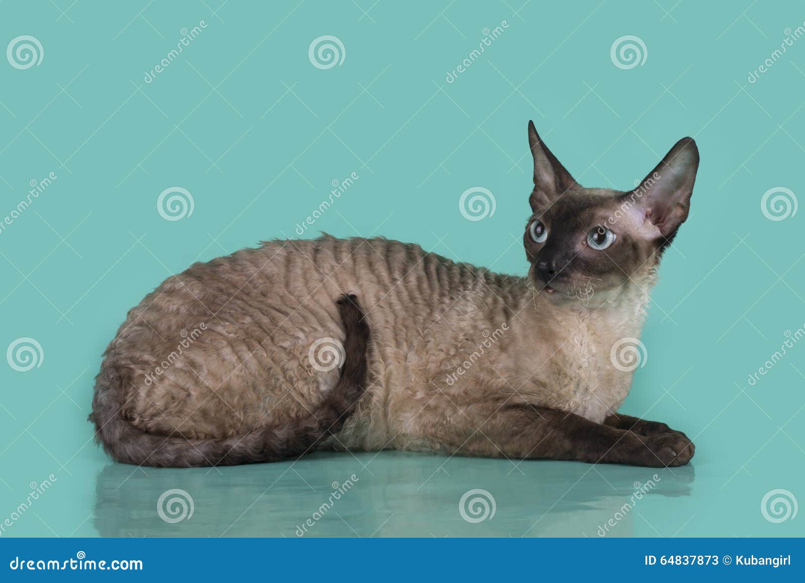 Cornish Rex Cat Isolated on a Blue Background Stock Image - Image of ...