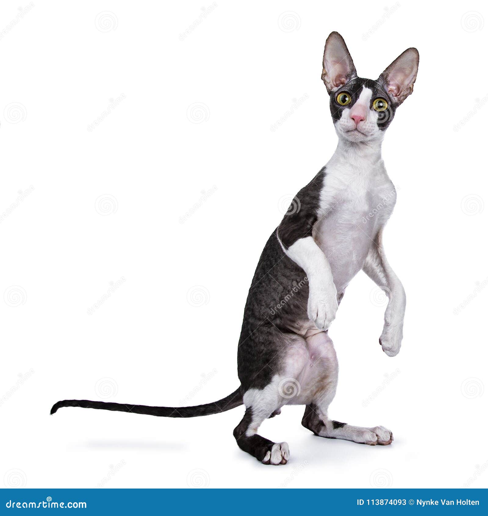 Cat Testicles Photos - Free & Royalty-Free Stock Photos from Dreamstime