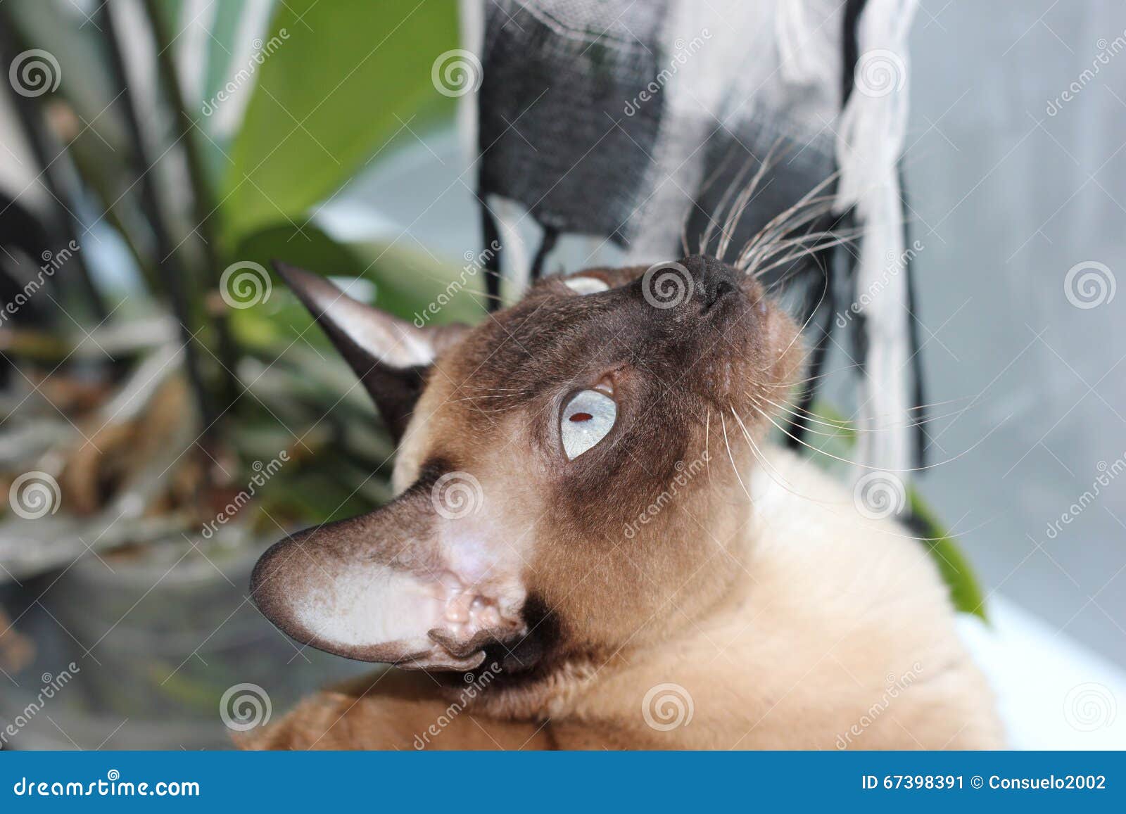 Cornish Rex Cat Siamese Coloring Stock Image - Image of cornish ...