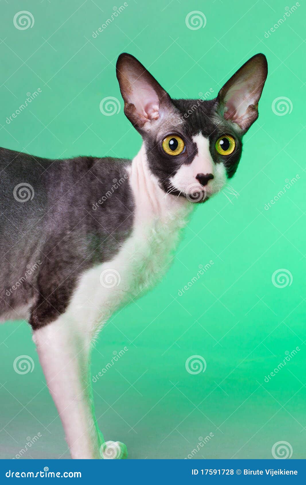 Cornish rex för katt arkivfoto. Bild av grön, stamträd - 17591728