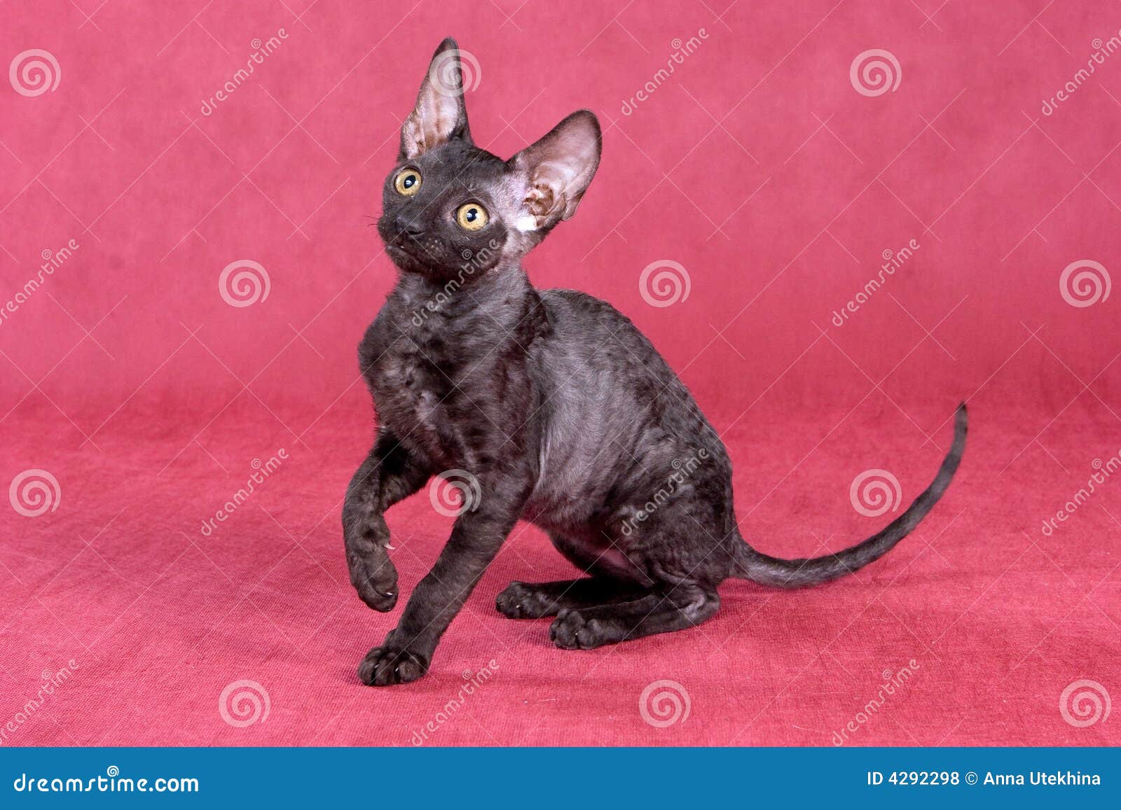 Cornish Rex kitten stock photo. Image of background, pedigree - 4292298