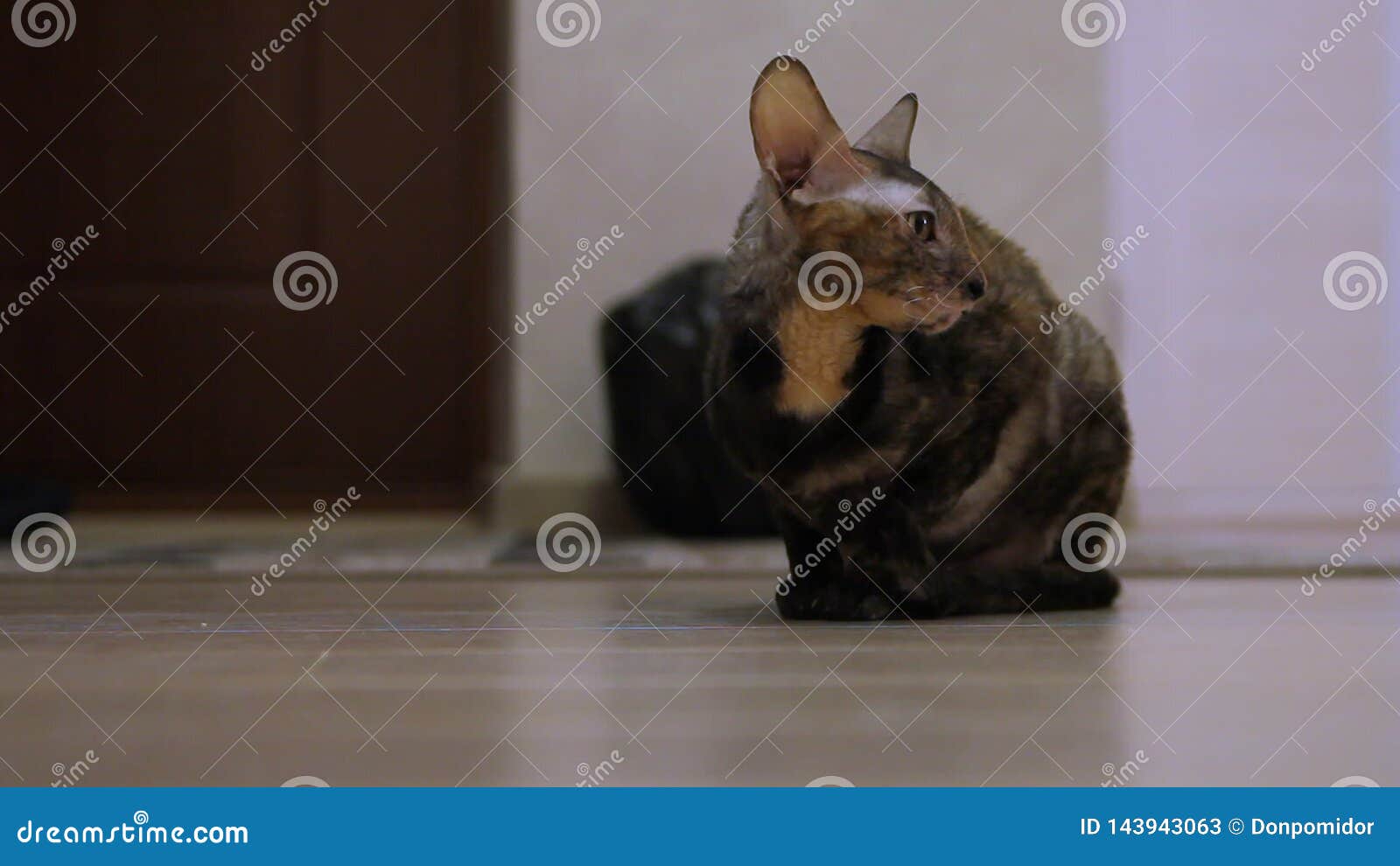 Cornish Rex Sits Back and Turns His Face Stock Video - Video of furry ...