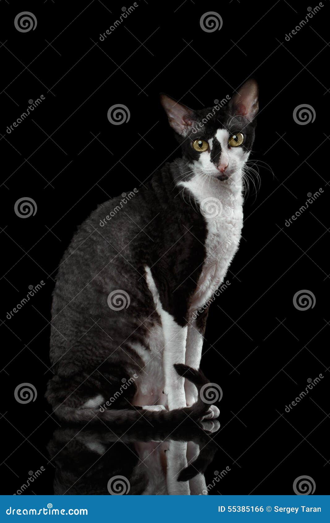 Cornish Rex Sits and Looking in Camera Stock Photo - Image of face ...