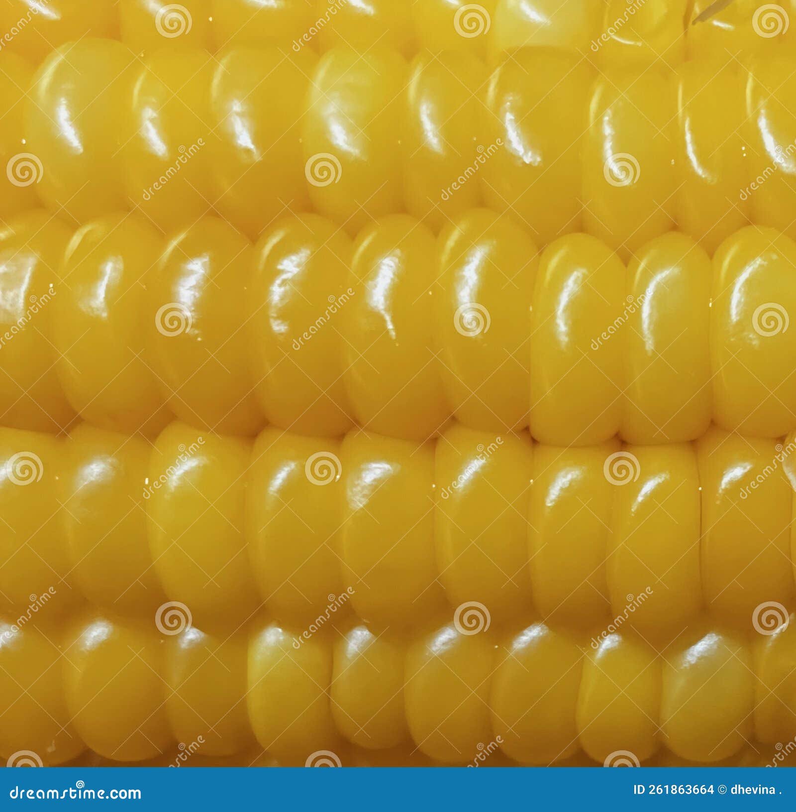 Corn Orange stock photo. Image of yellow, produce, food - 261863664