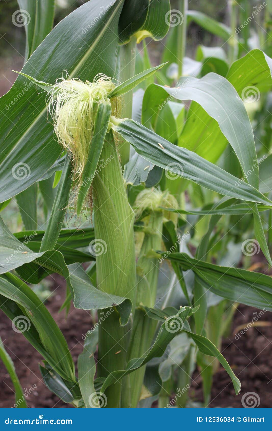 Cornplant stock photo. Image of plant, cornplant, corns - 12536034