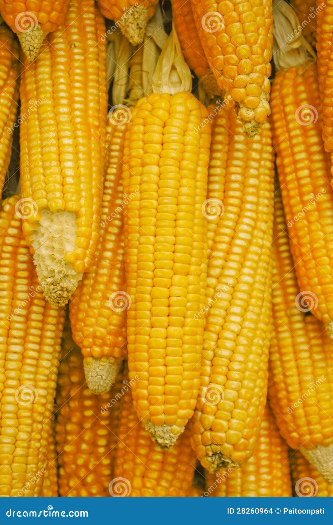 Corns stock photo. Image of agriculture, harvest, kernels - 28260964