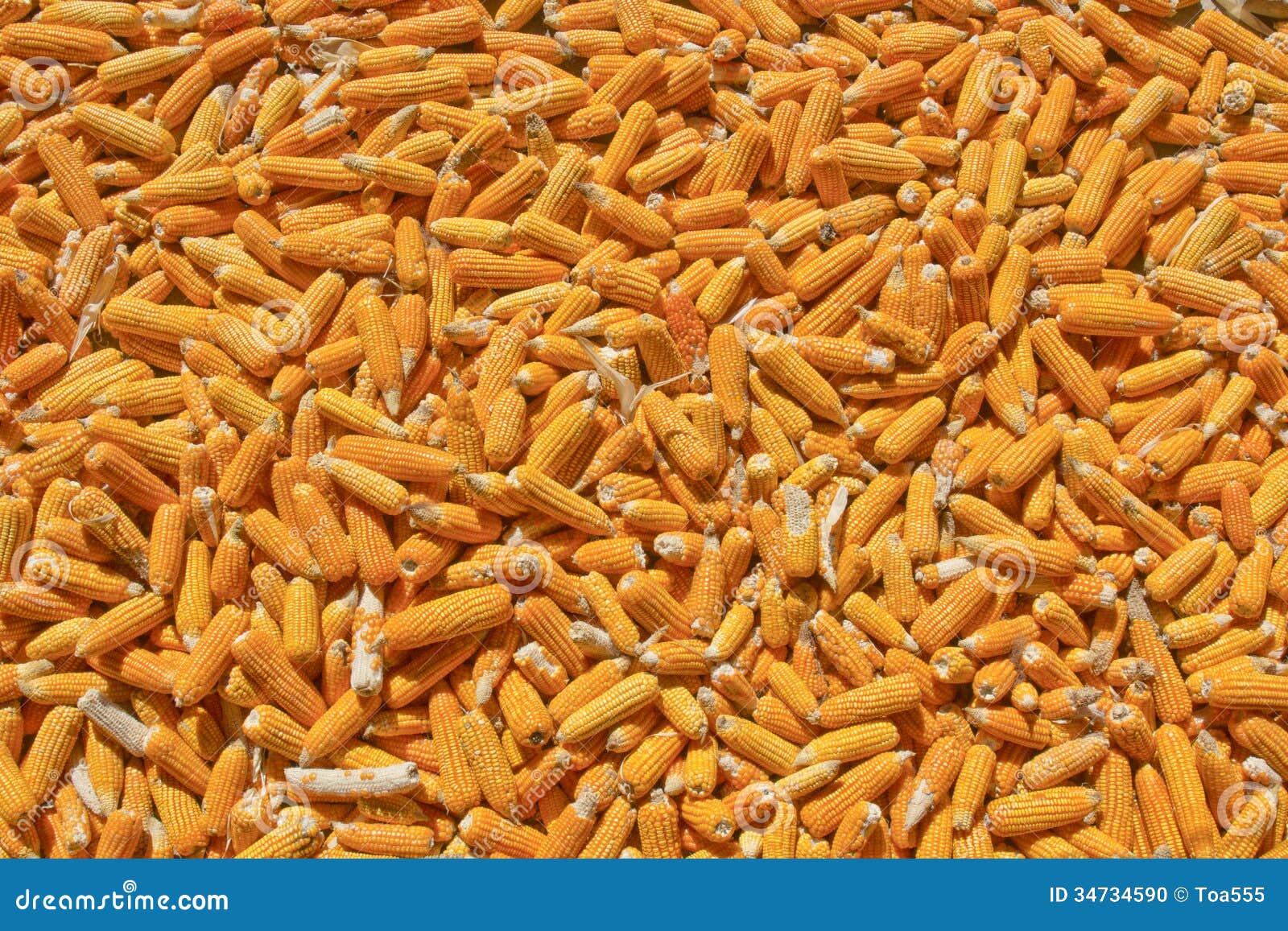 Corns for animal feeding stock photo. Image of vegetable - 34734590