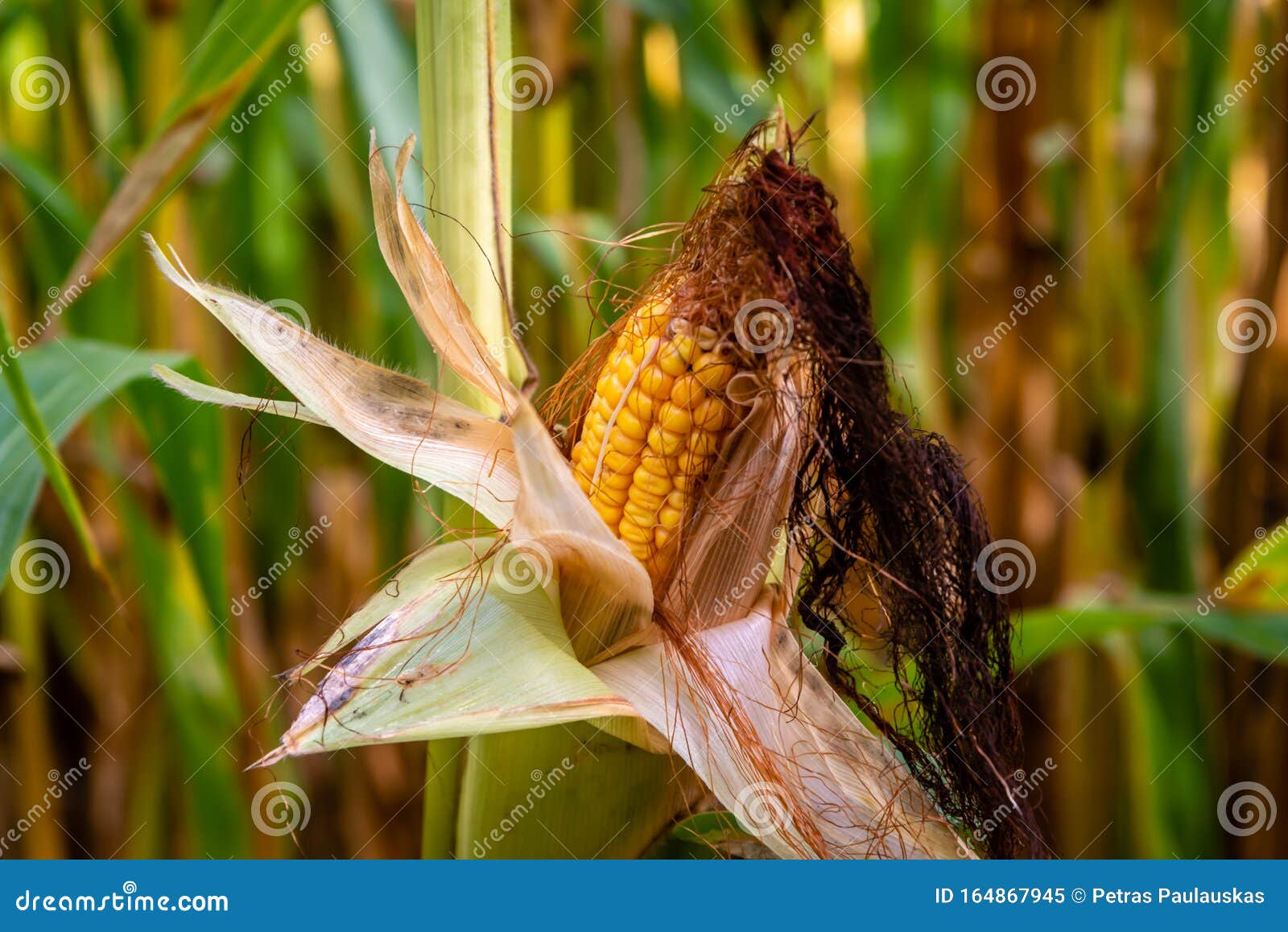 Corns Close-up in the Corn Fields Stock Image - Image of fields, crop ...