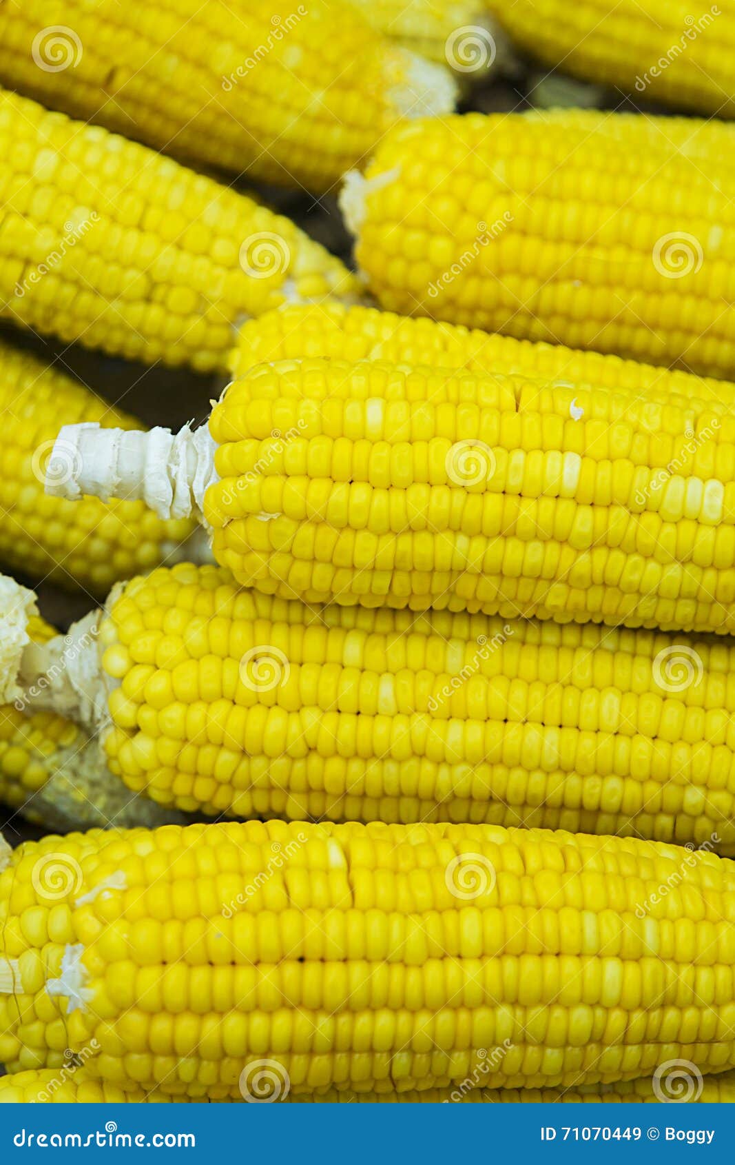 Pile Of Corns Stacked Up On Cement Floor Ready To Be Used To Feed Dairy ...