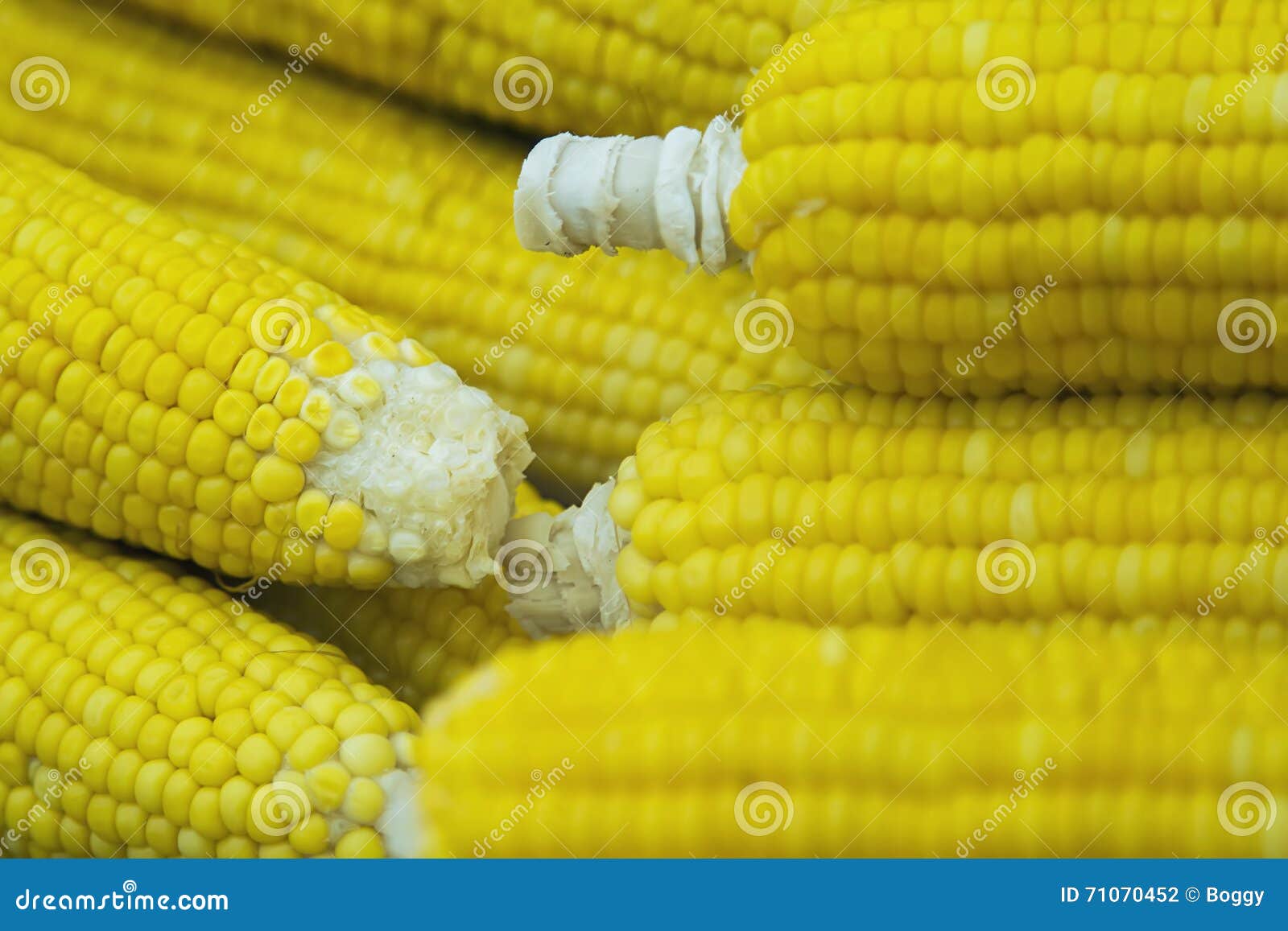 Pile Of Corns Stacked Up On Cement Floor Ready To Be Used To Feed Dairy ...