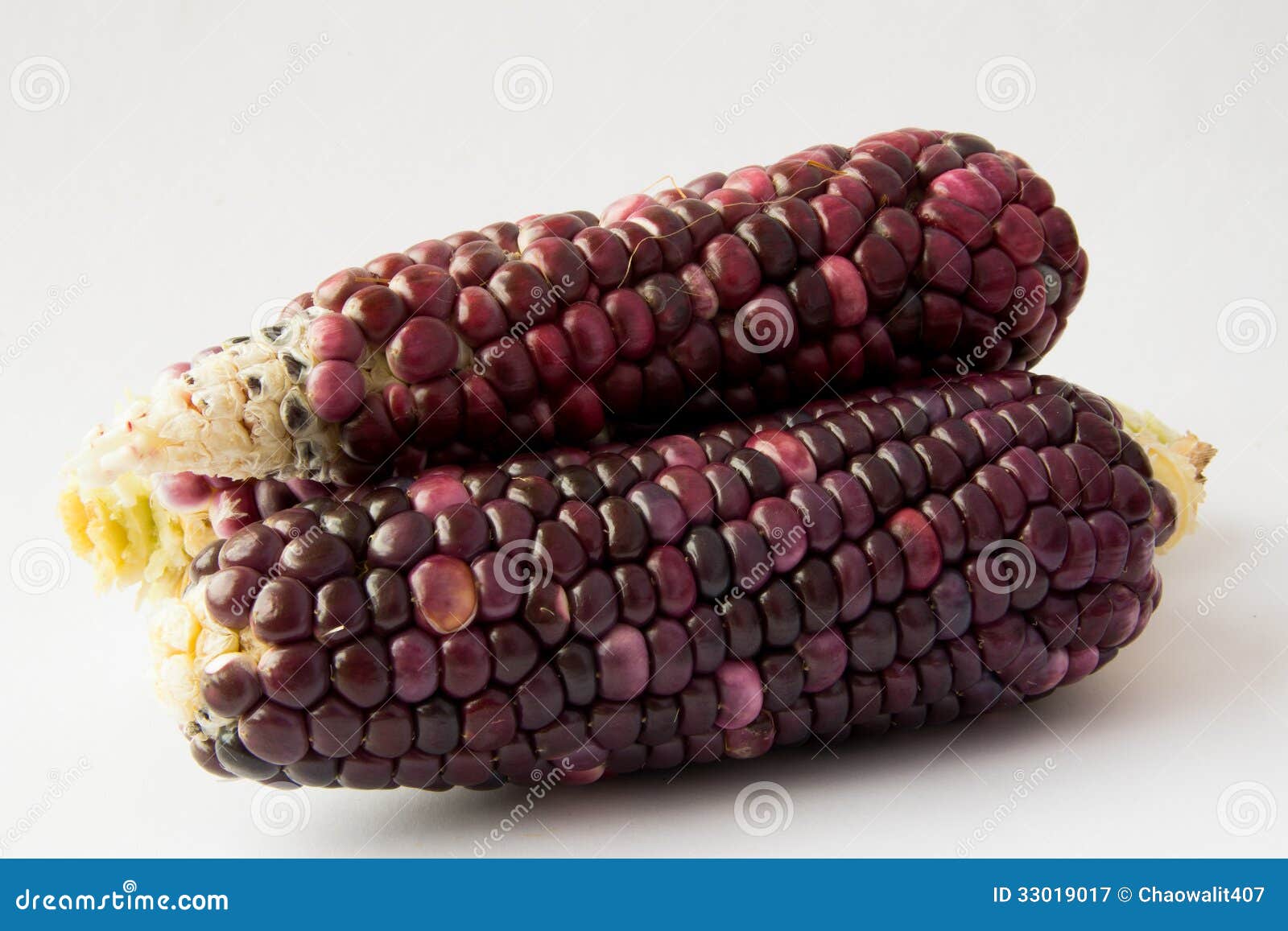 Corns stock image. Image of farm, indian, maize, grown - 33019017