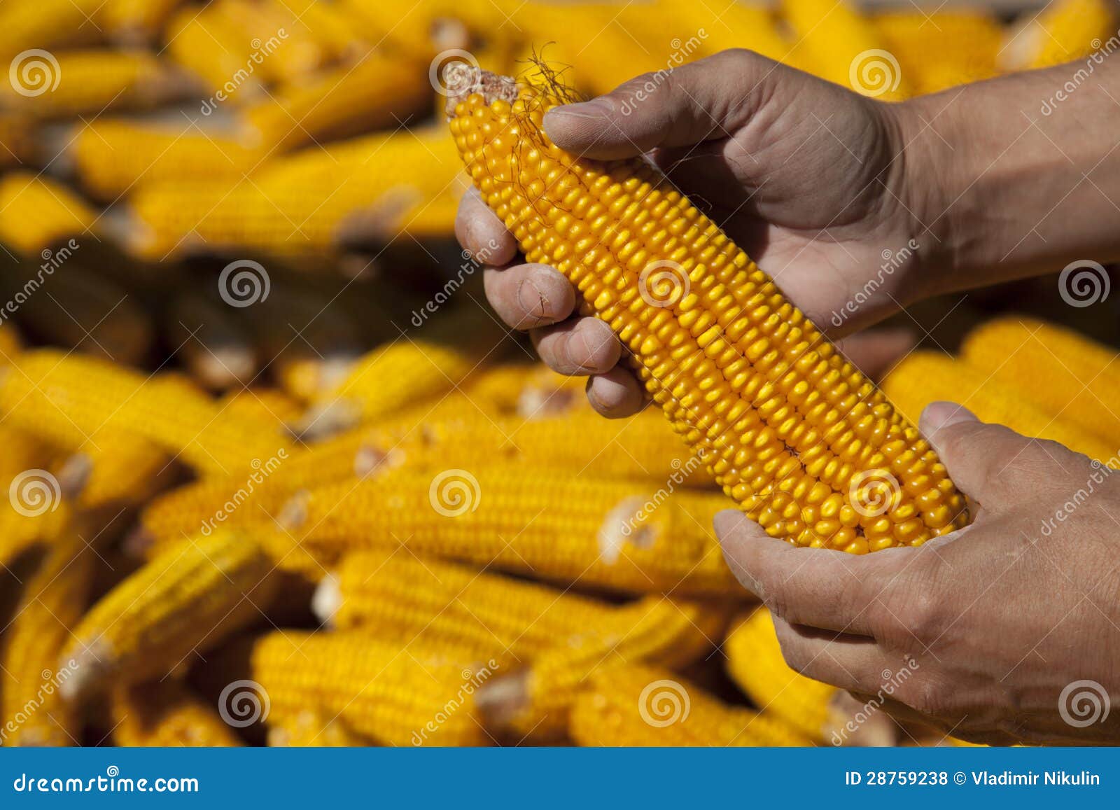 Corns in farmers hands. stock photo. Image of fuel, human - 28759238