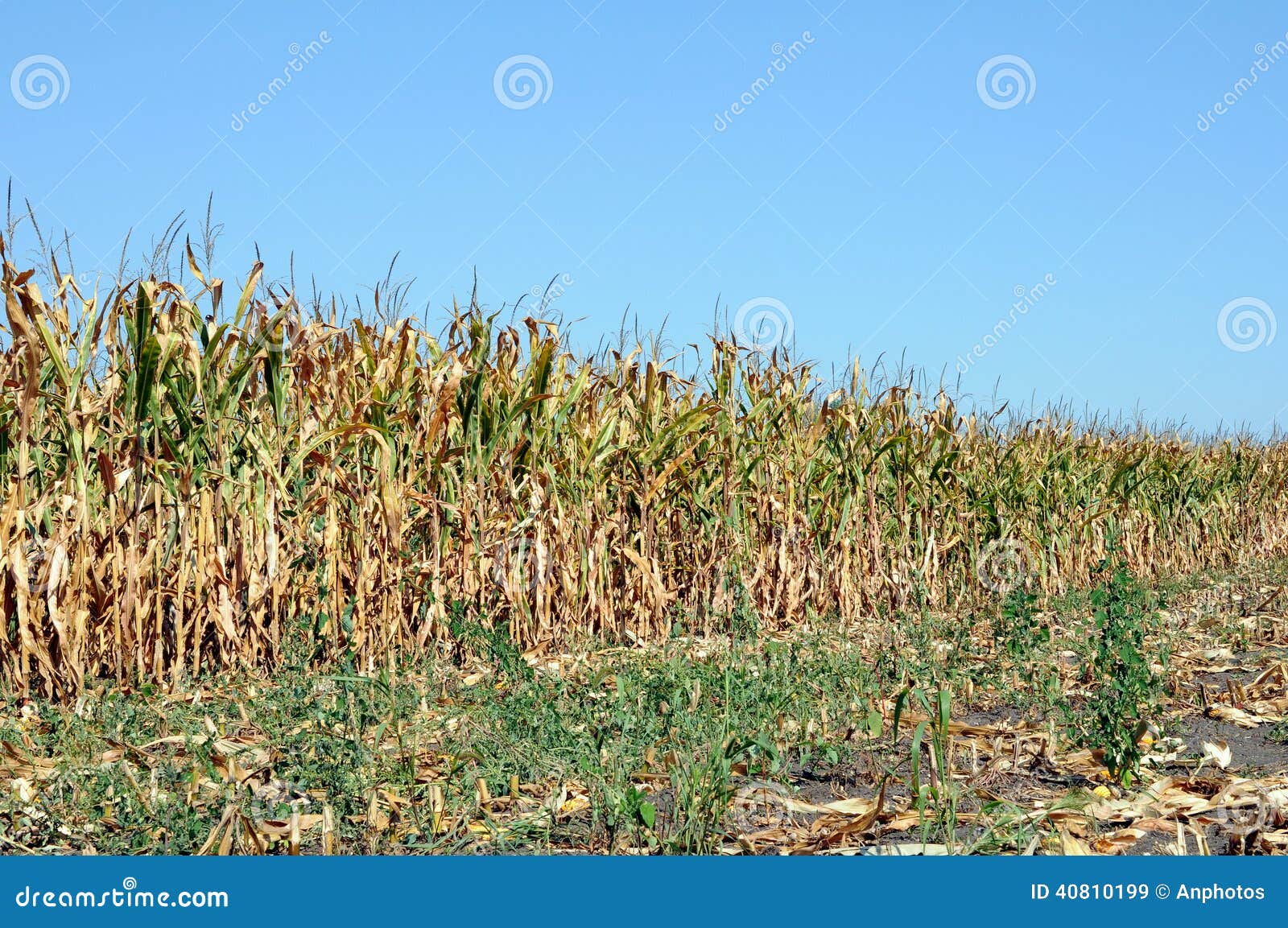 Corns on field stock image. Image of soil, crop, corn - 40810199