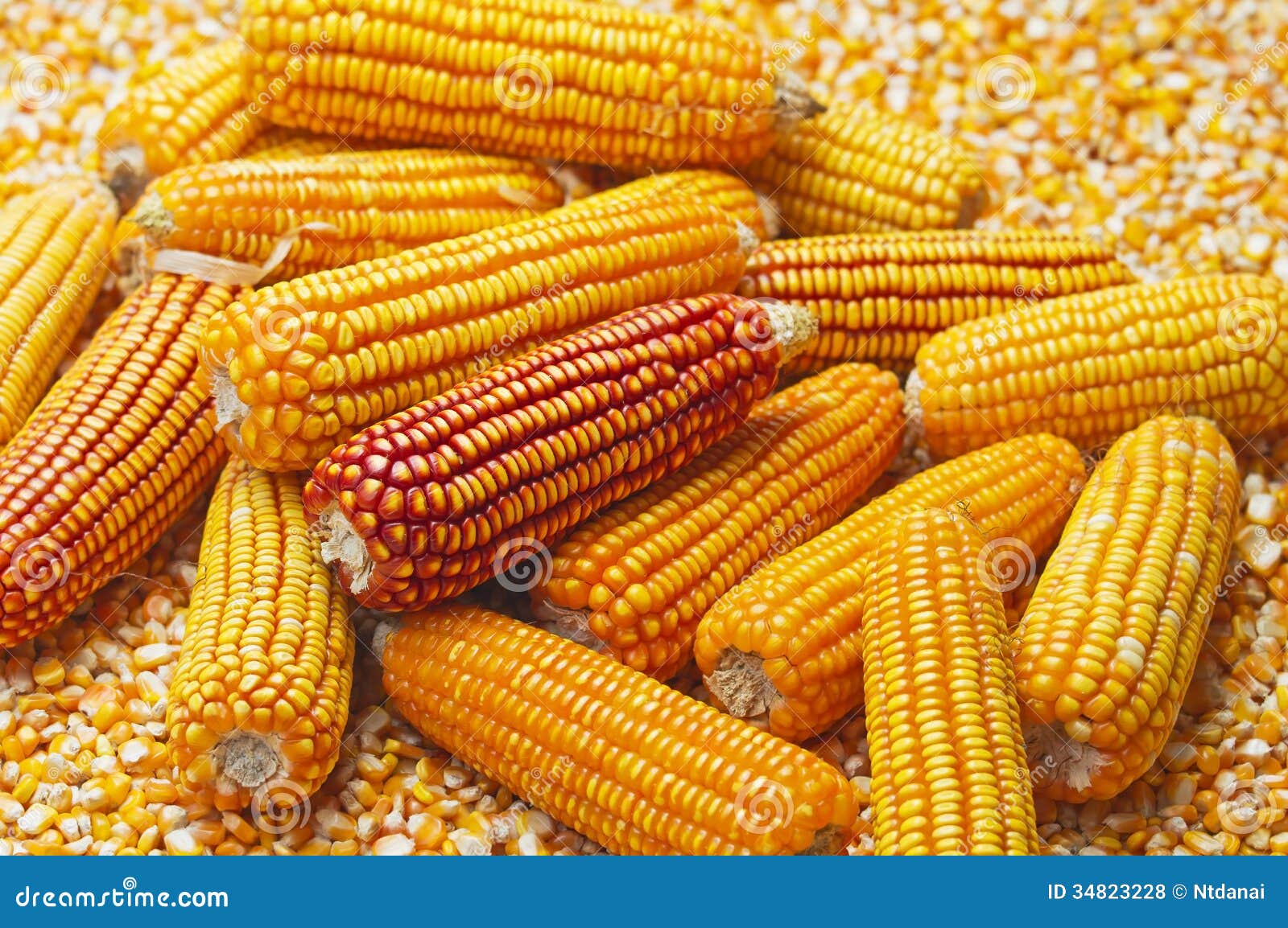 Corns stock photo. Image of agriculture, yellow, feed - 34823228