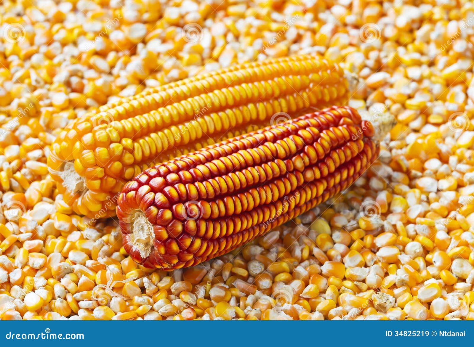 Corns stock image. Image of bright, growth, yellow, outdoor - 34825219