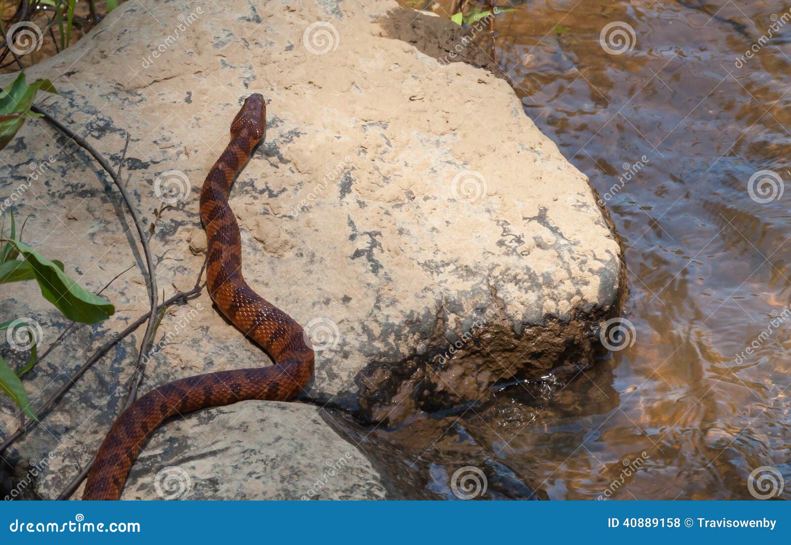 CornSnake stock photo. Image of reptilian, dangerous - 40889158