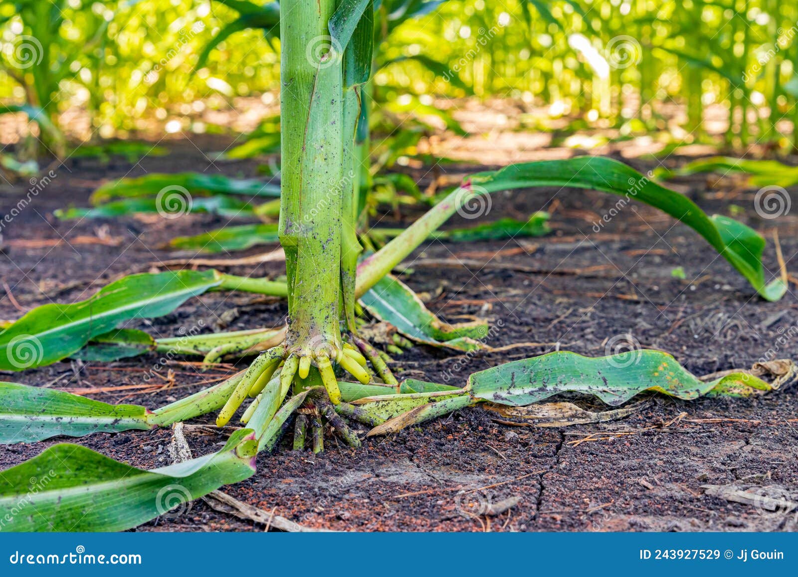 Cornstalk Brace Root of Corn Plant in Cornfield Stock Image - Image of ...