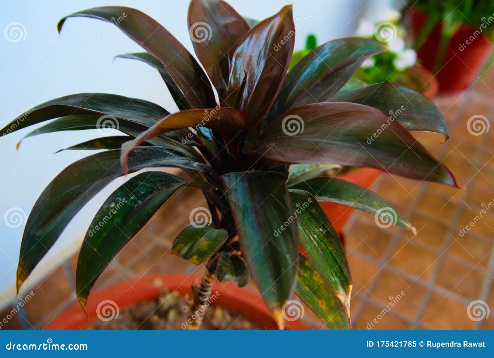 A Cornstalk Dracaena Plant Pot Stock Image - Image of decorative ...