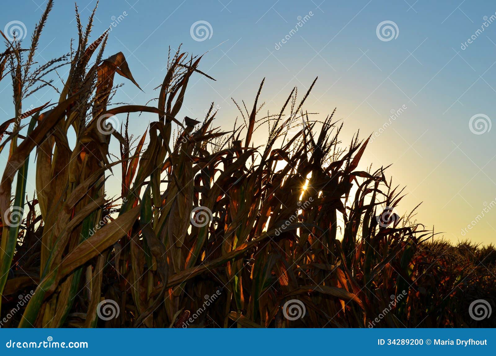 Cornstalks with Sunset Glow Stock Photo - Image of nature, glow: 34289200