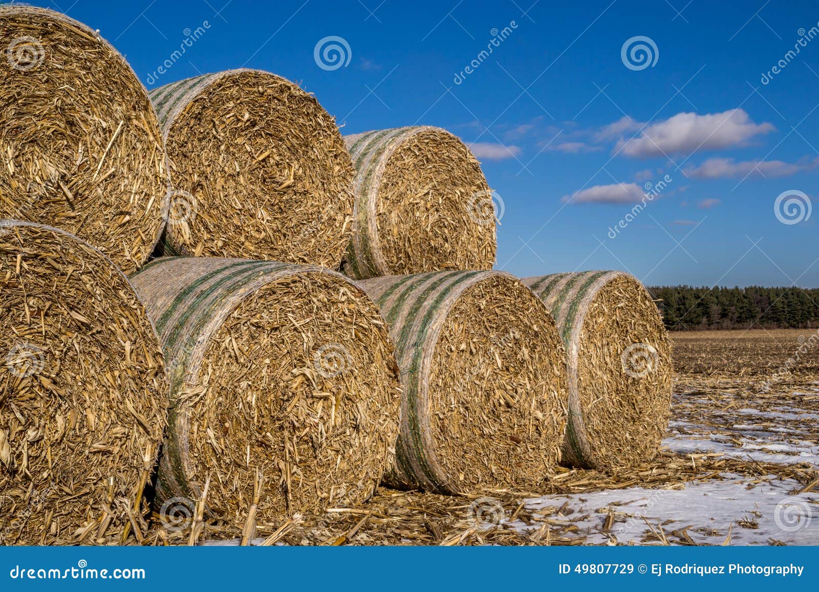 Cornstock bales. stock image. Image of gold, food, country - 49807729