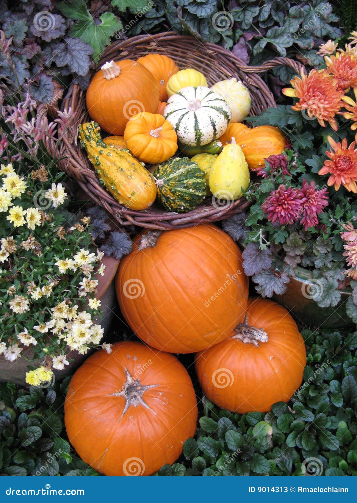 Cornucopia stock image. Image of organic, autumn, colorful - 9014313