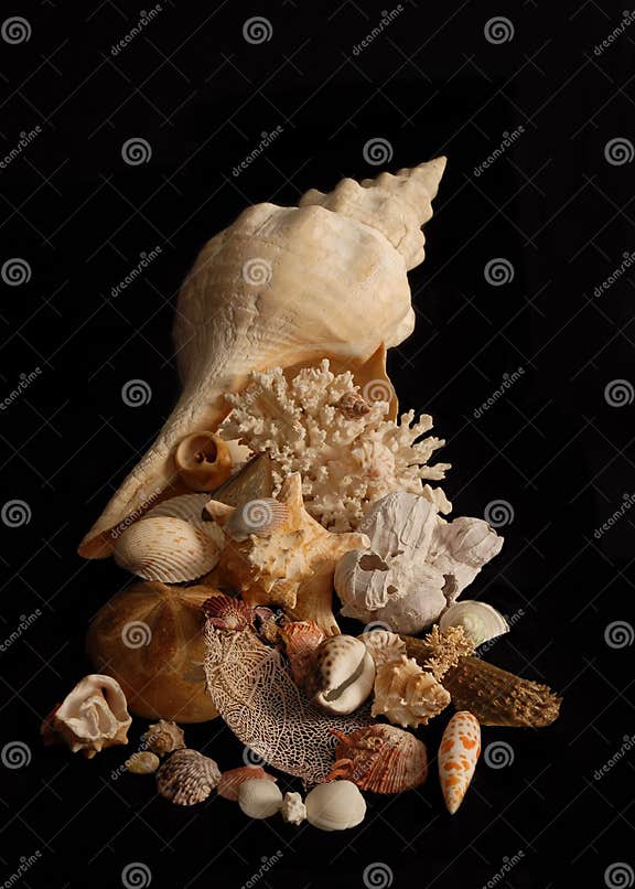 Cornucopia of the Sea 2 stock photo. Image of west, seashore - 74762132