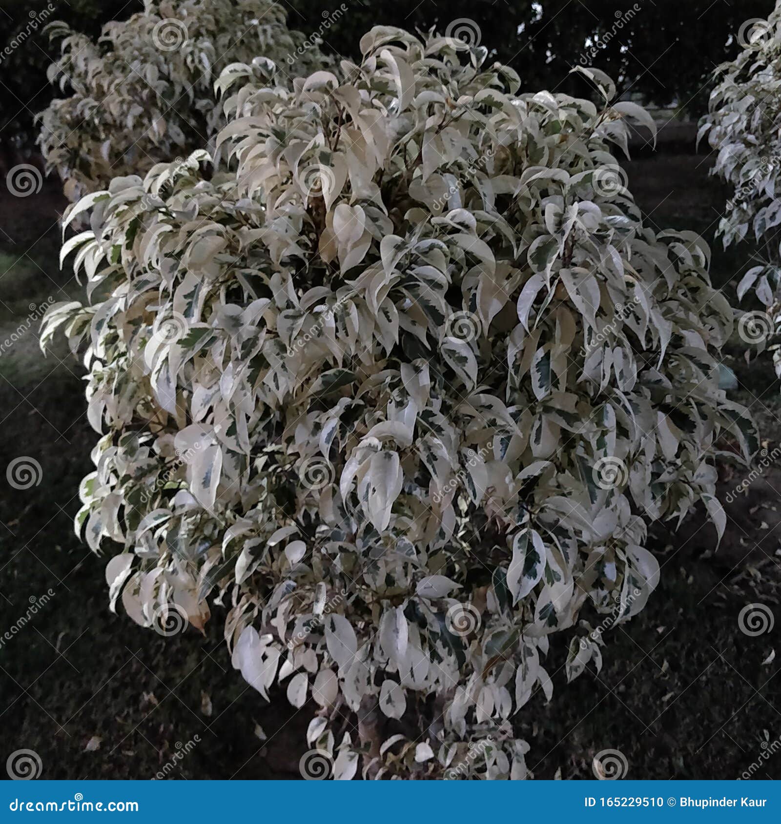 Cornus Alba Cornaceae it is a Large Surculose Shrub that Can Be Grown ...