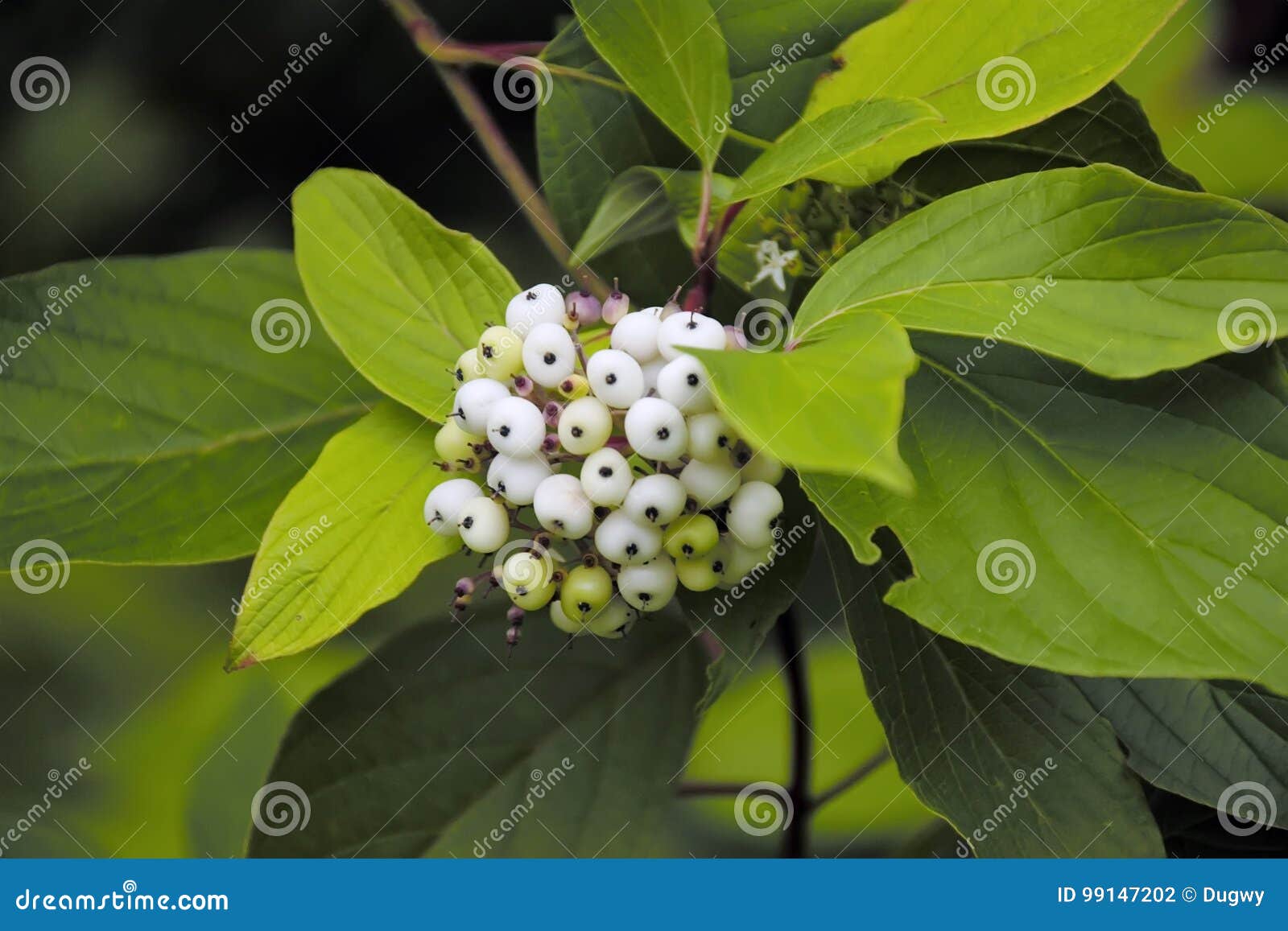 Cornus Alba L. on the Branch Stock Photo - Image of branch, nature ...