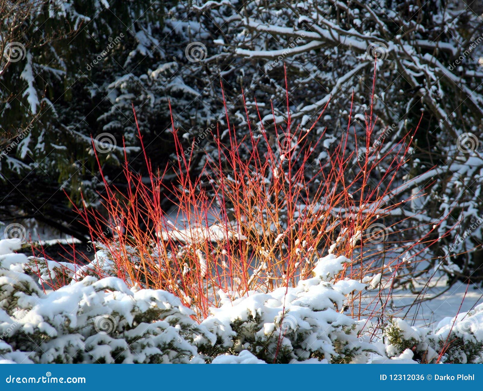 Cornus or Dogwood in Winter Time Stock Photo - Image of autumn, shrub ...