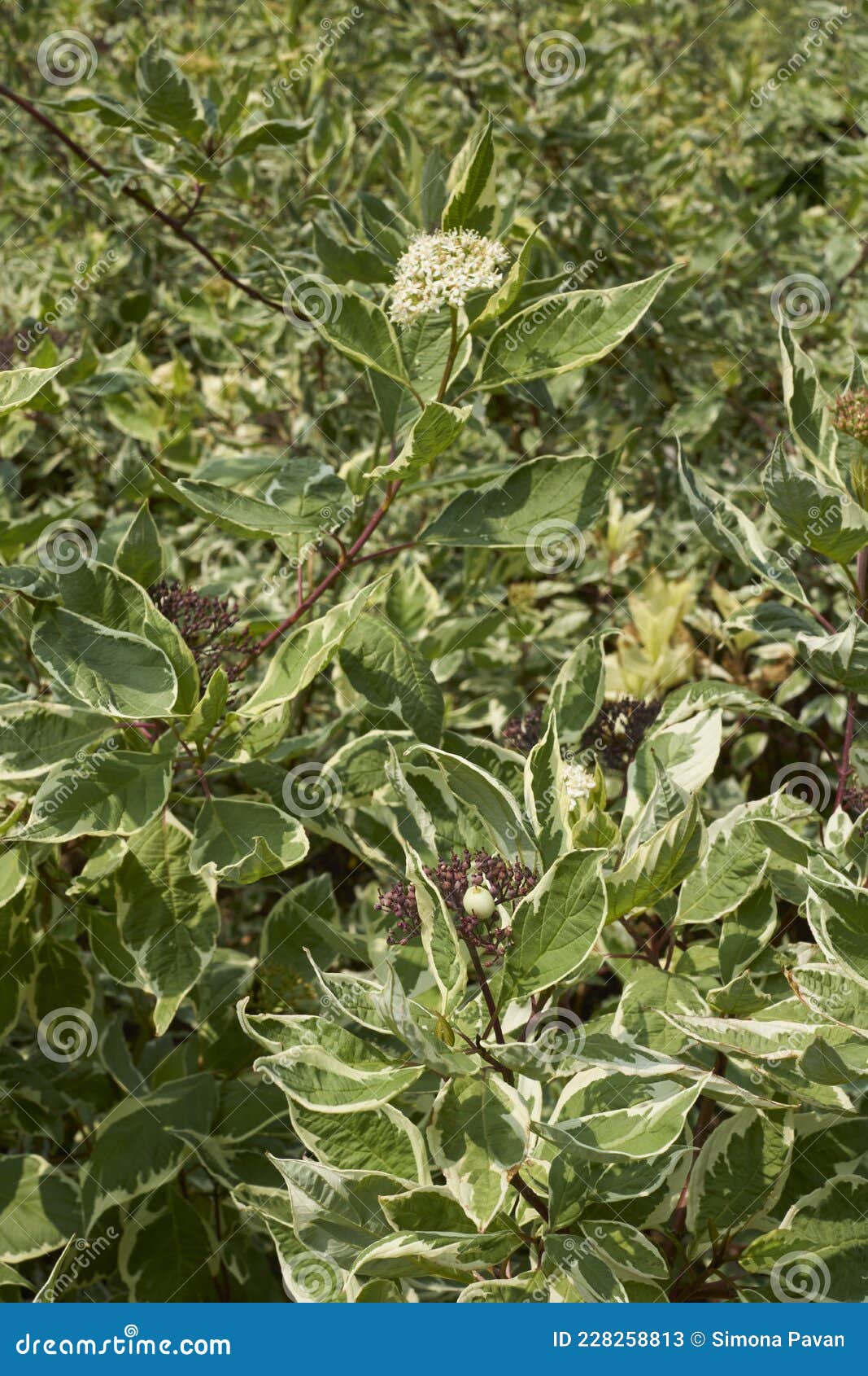 Cornus Mas Shrub Bloom In Detail Stock Photo | CartoonDealer.com #217547556