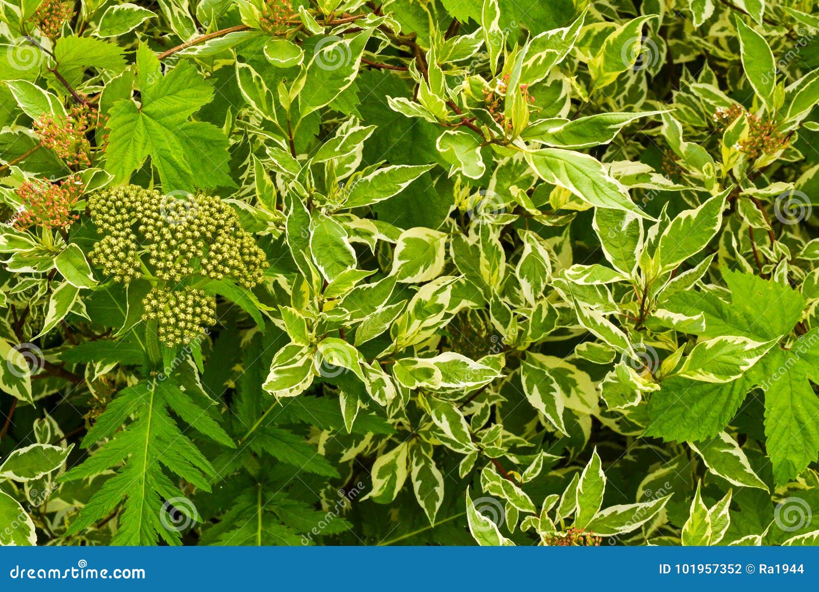 Cornus Blanco De Deren Alba Fondo Para La Postal Foto de archivo ...
