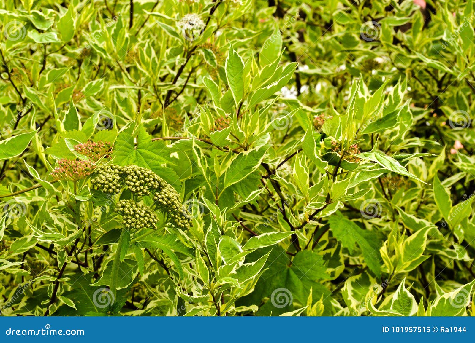Cornus Blanco De Deren Alba Fondo Para La Postal Imagen de archivo ...
