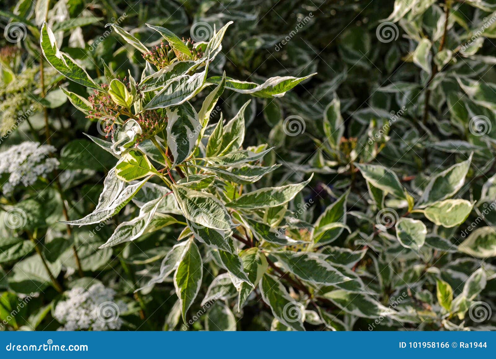 Cornus Blanco De Deren Alba Fondo Para La Postal Foto de archivo ...