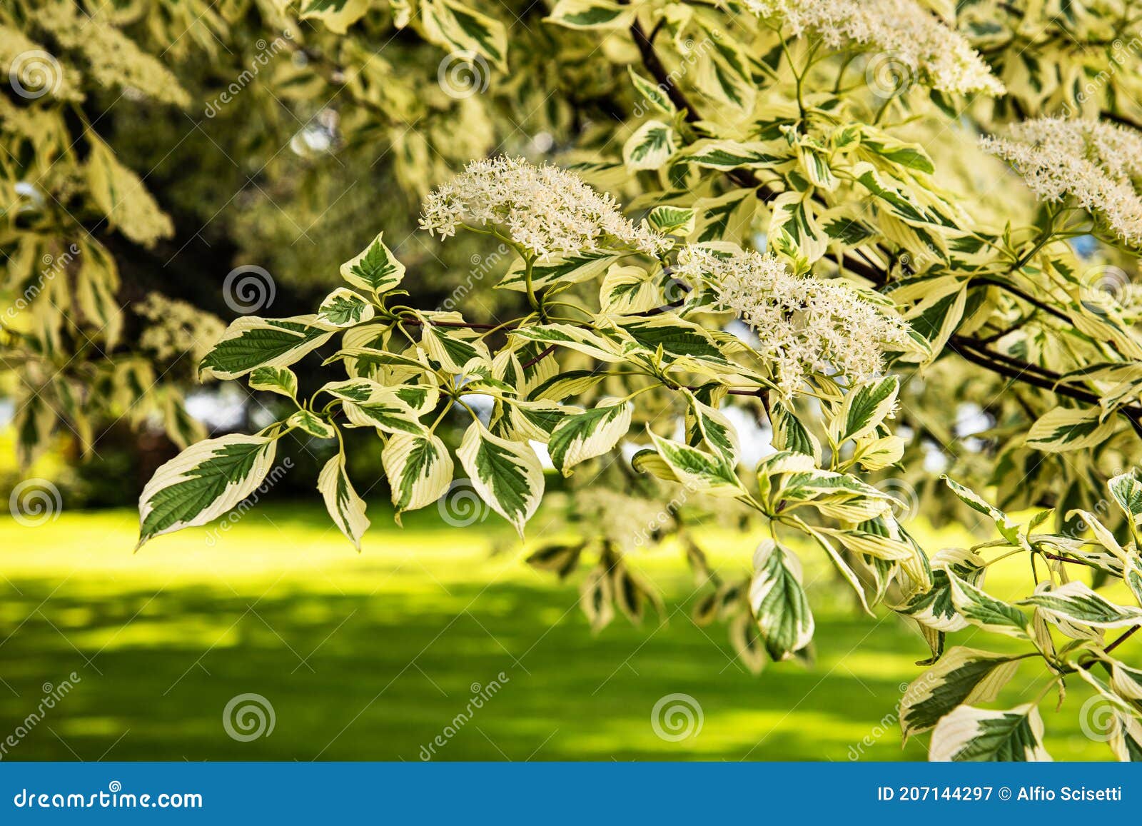 Cornus Controversa Variegata Stock Image | CartoonDealer.com #78557365