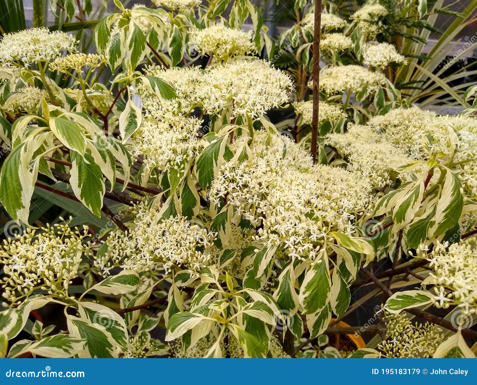 Cornus Controversa `Variegata` Stock Image - Image of wedding, summer ...