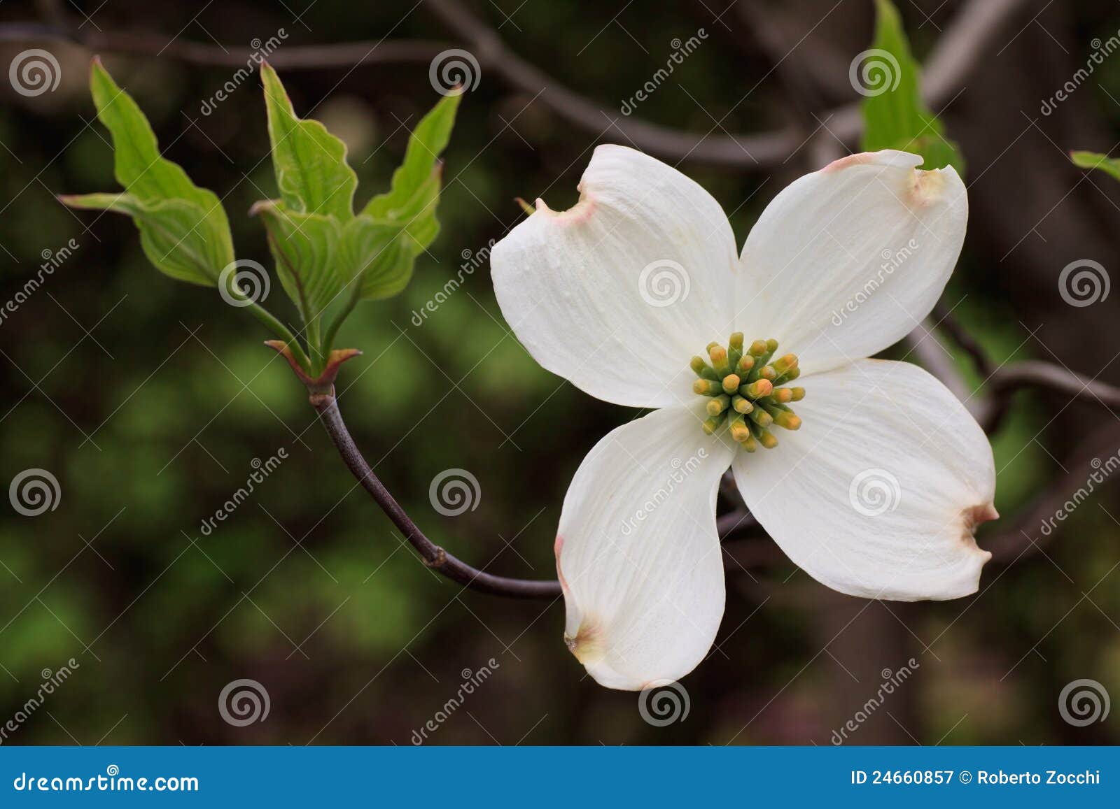 Cornus Florida stock image. Image of botany, white, pistil - 24660857