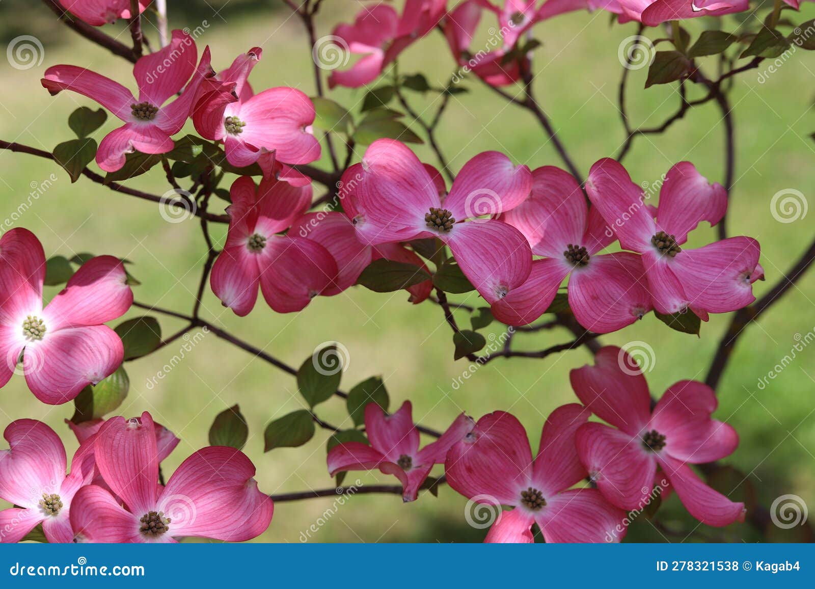 Cornus florida rubra tree. stock photo. Image of botany - 278321538