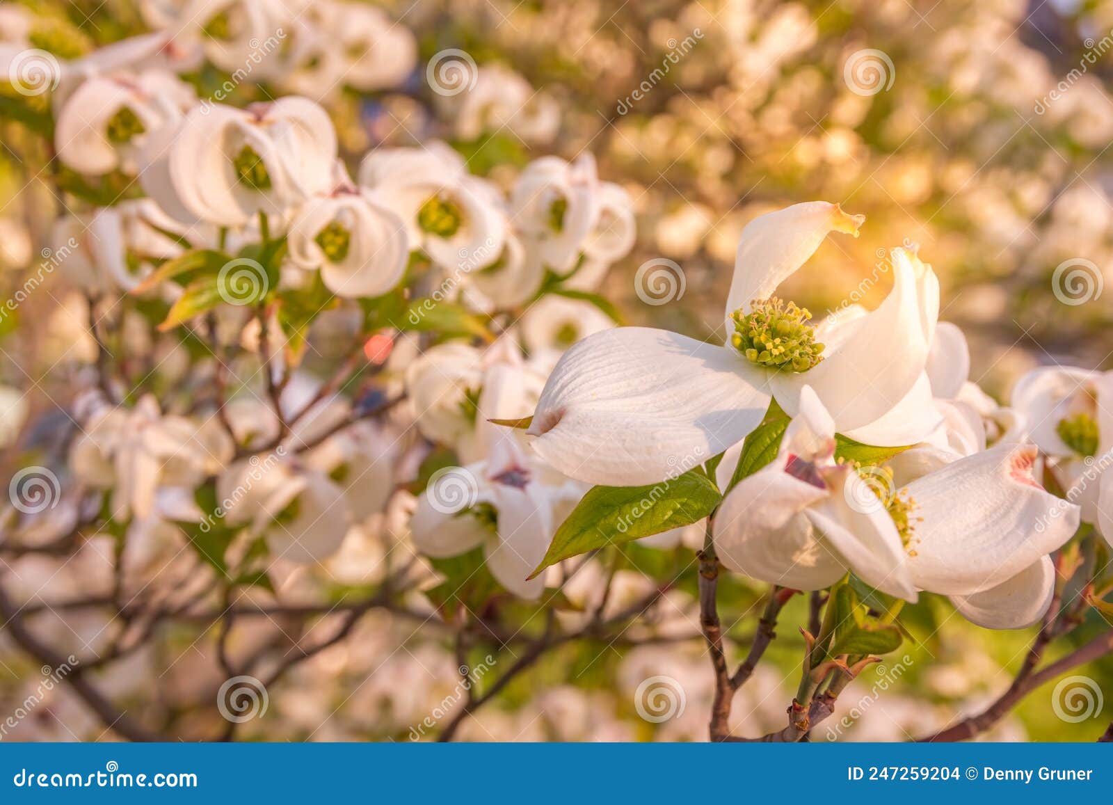 Cornus Florida Tree with White Flowers in the Sunlight Stock Photo ...