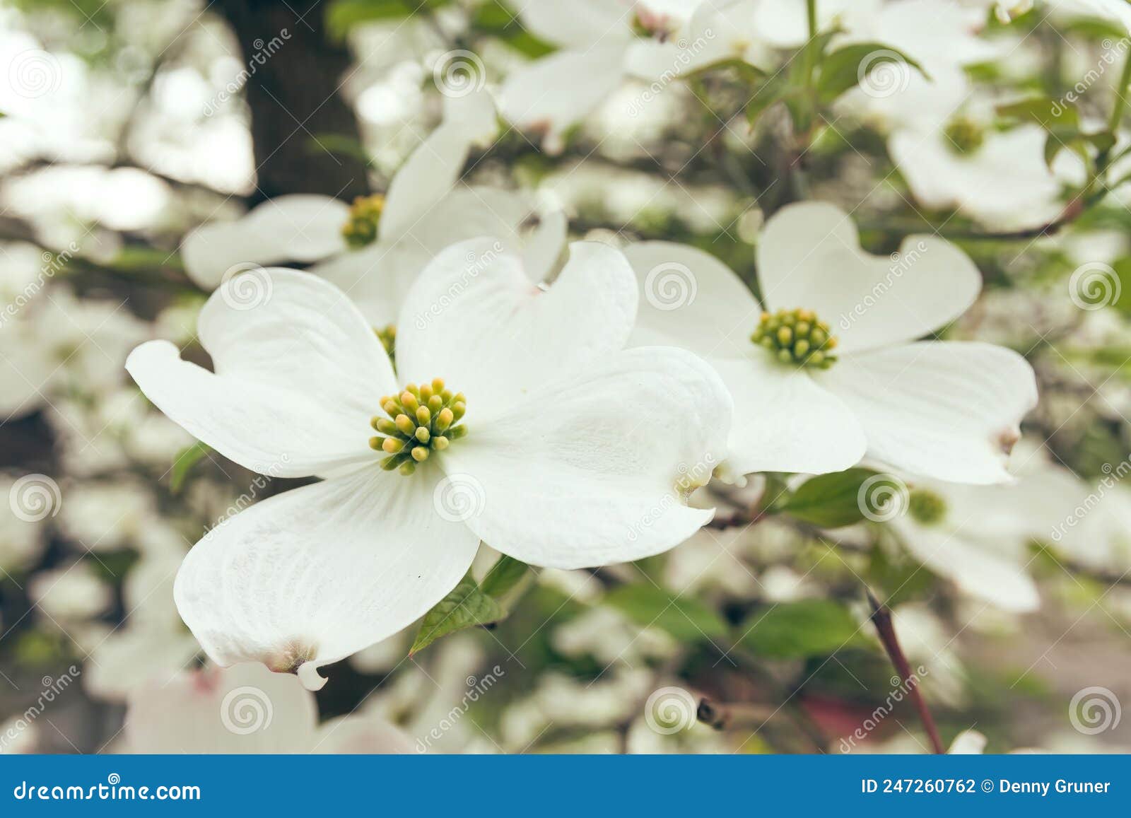 Cornus Florida Tree with White Flowers Stock Photo - Image of outdoors ...