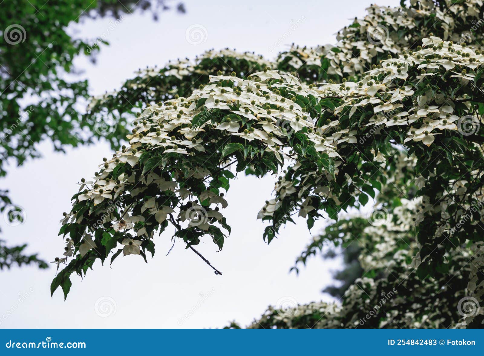 Cornus kousa tree stock image. Image of branches, garden - 254842483