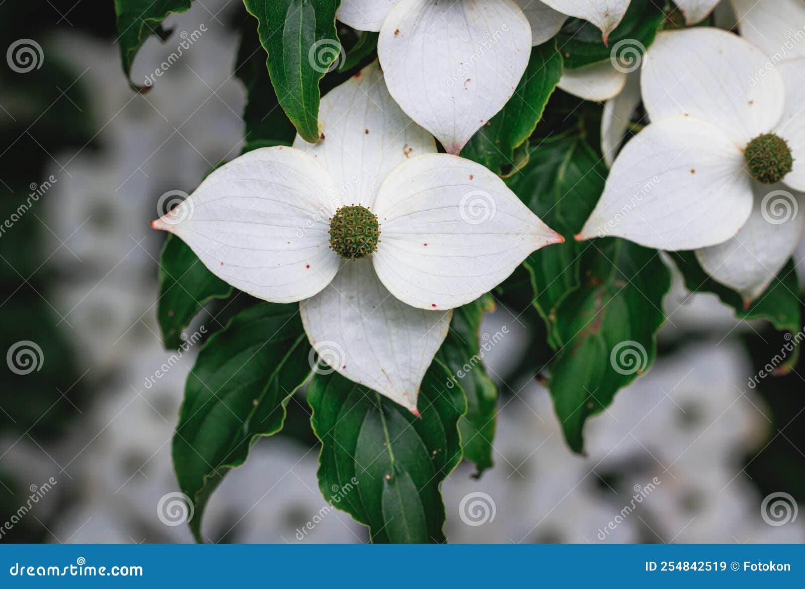 Cornus kousa tree stock image. Image of flower, closeup - 254842519