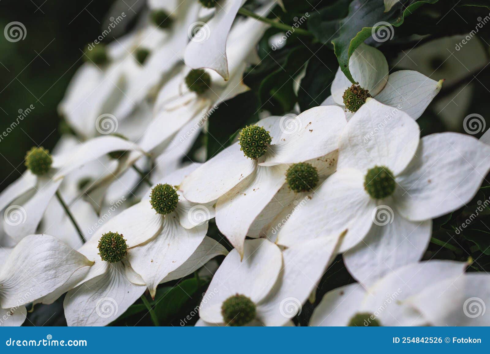 Cornus kousa tree stock photo. Image of blooming, folium - 254842526