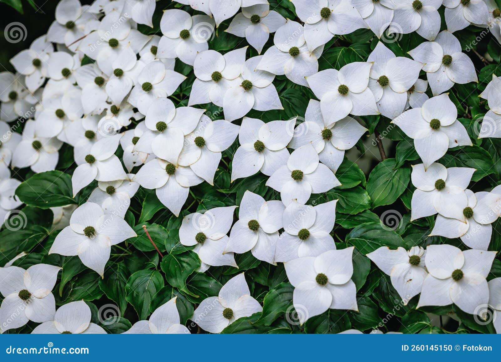 Cornus kousa tree stock photo. Image of kousa, deciduous - 260145150