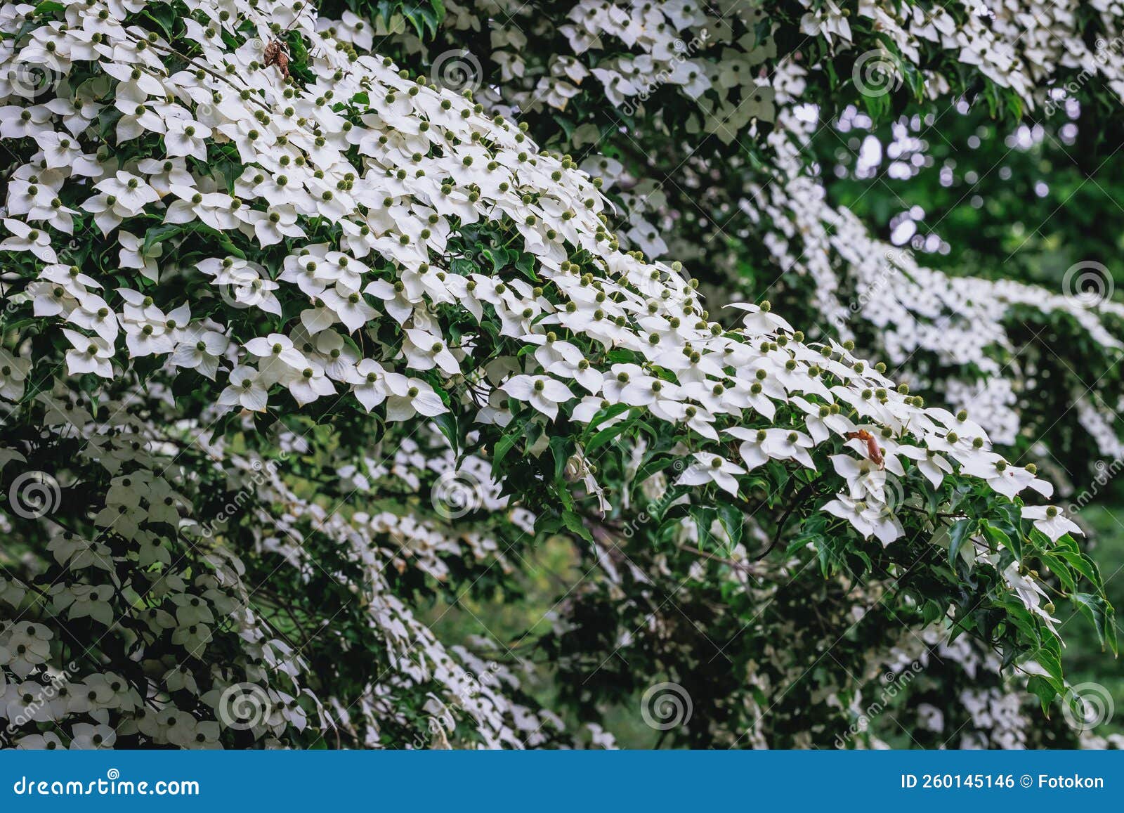 Cornus kousa tree stock photo. Image of leafage, japanese - 260145146