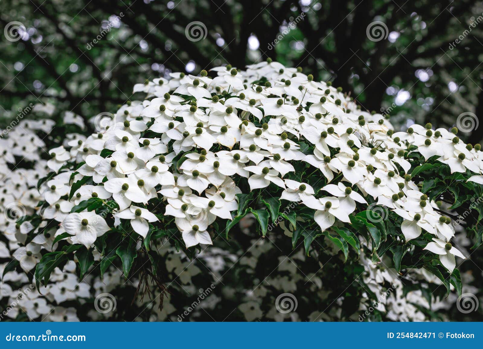 Cornus kousa tree stock image. Image of bloom, blooming - 254842471